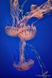 Purple-Striped Jellyfish | Marty Cohen Photography