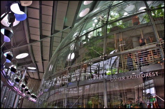 The Osher Rainforest | Marty Cohen Photography
