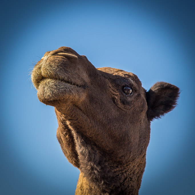 Camel Pride | Marty Cohen Photography