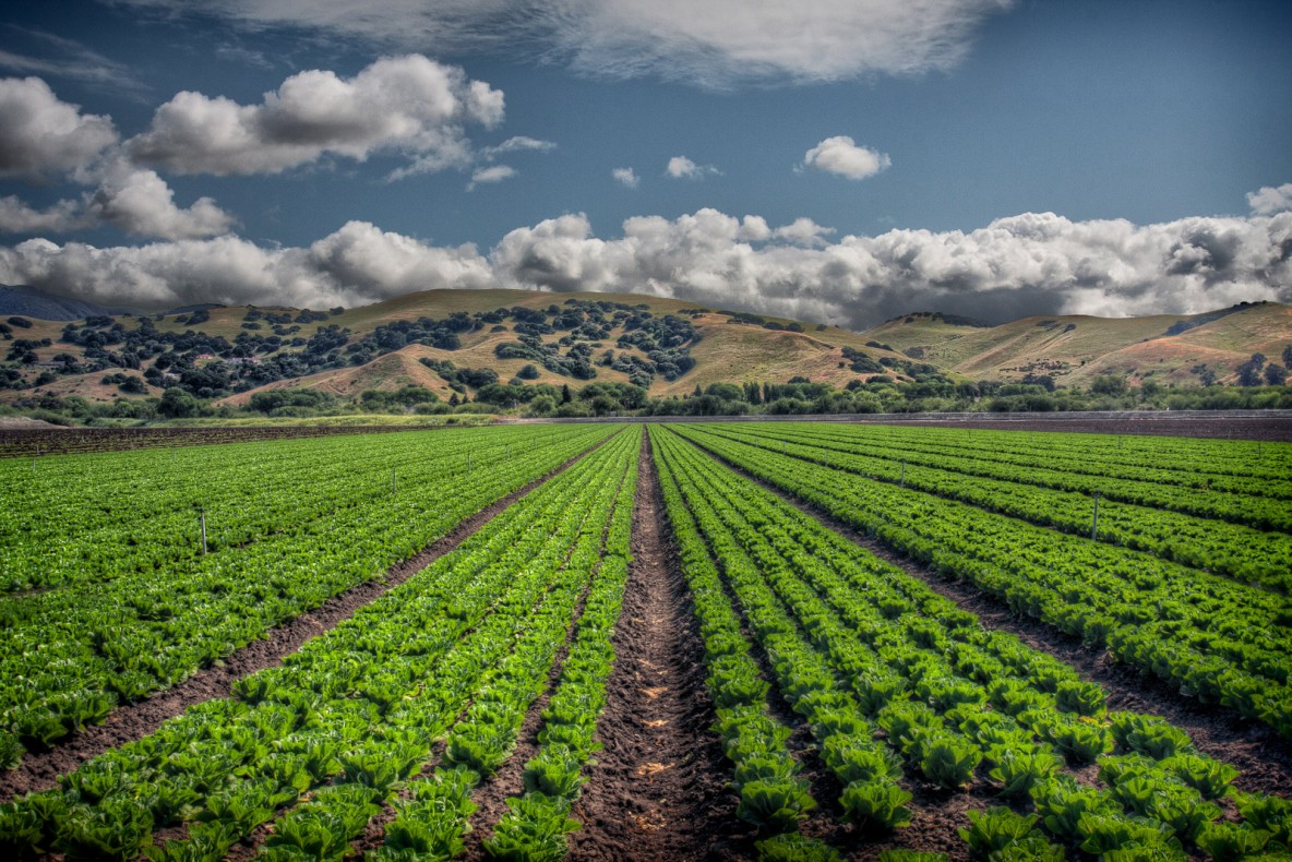 Row Crops in Spreckels | Marty Cohen Photography